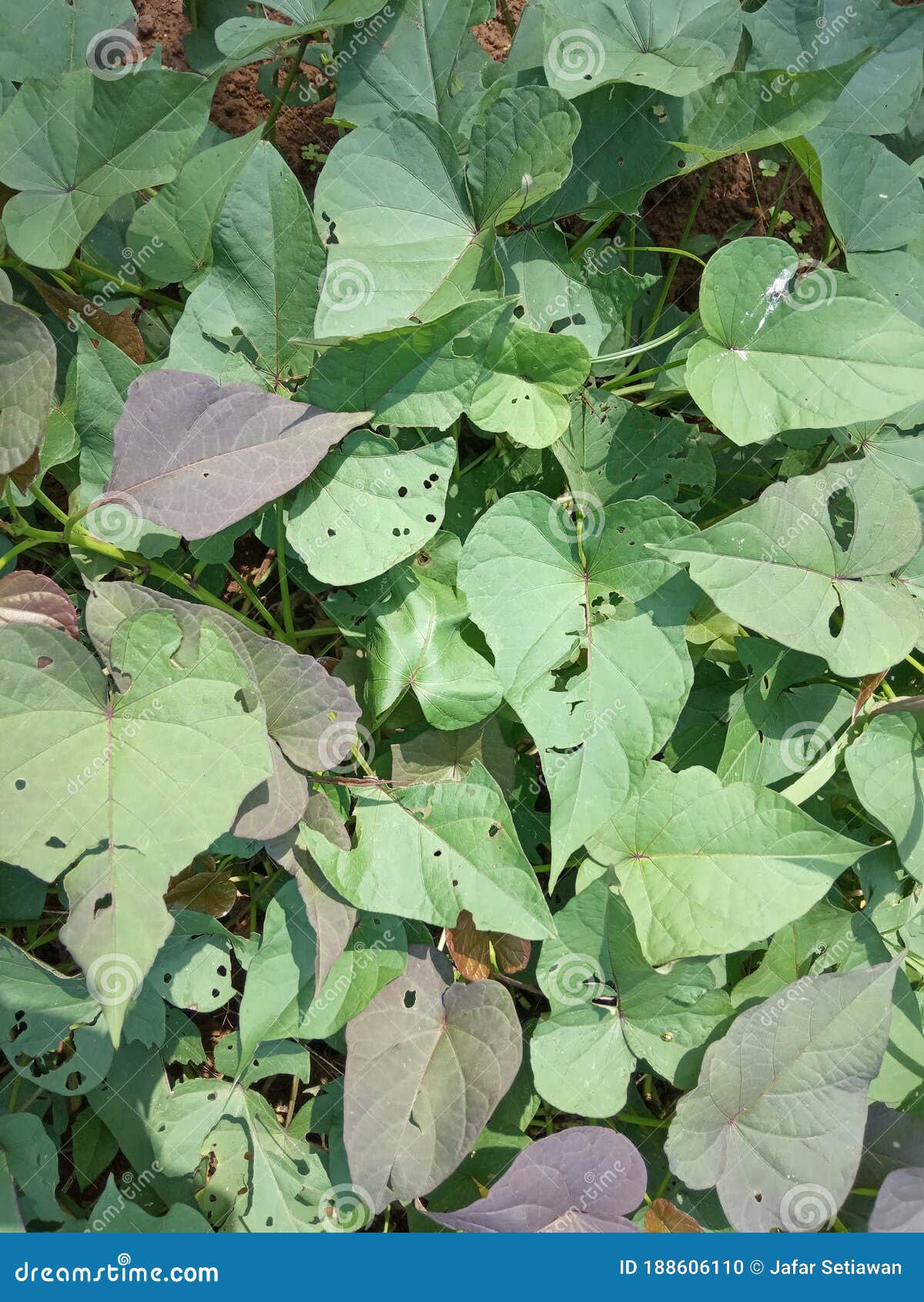 Feuilles D'arbre De Patate Douce Photo stock - Image du patate, zone ...