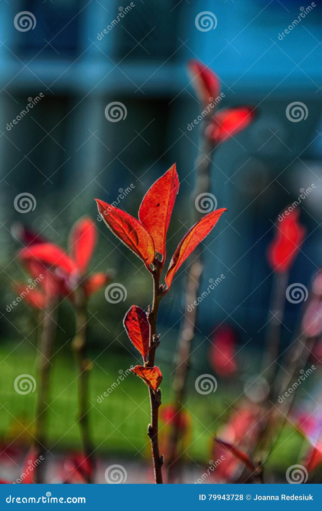 Feuilles D'automne Rouges Sur Un Petit Arbre Photo stock - Image du ...