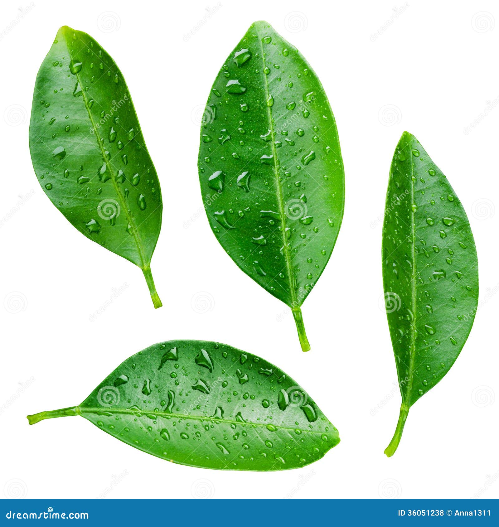 Feuilles D'orange Avec Des Baisses D'isolement Sur Le Blanc. Photo ...