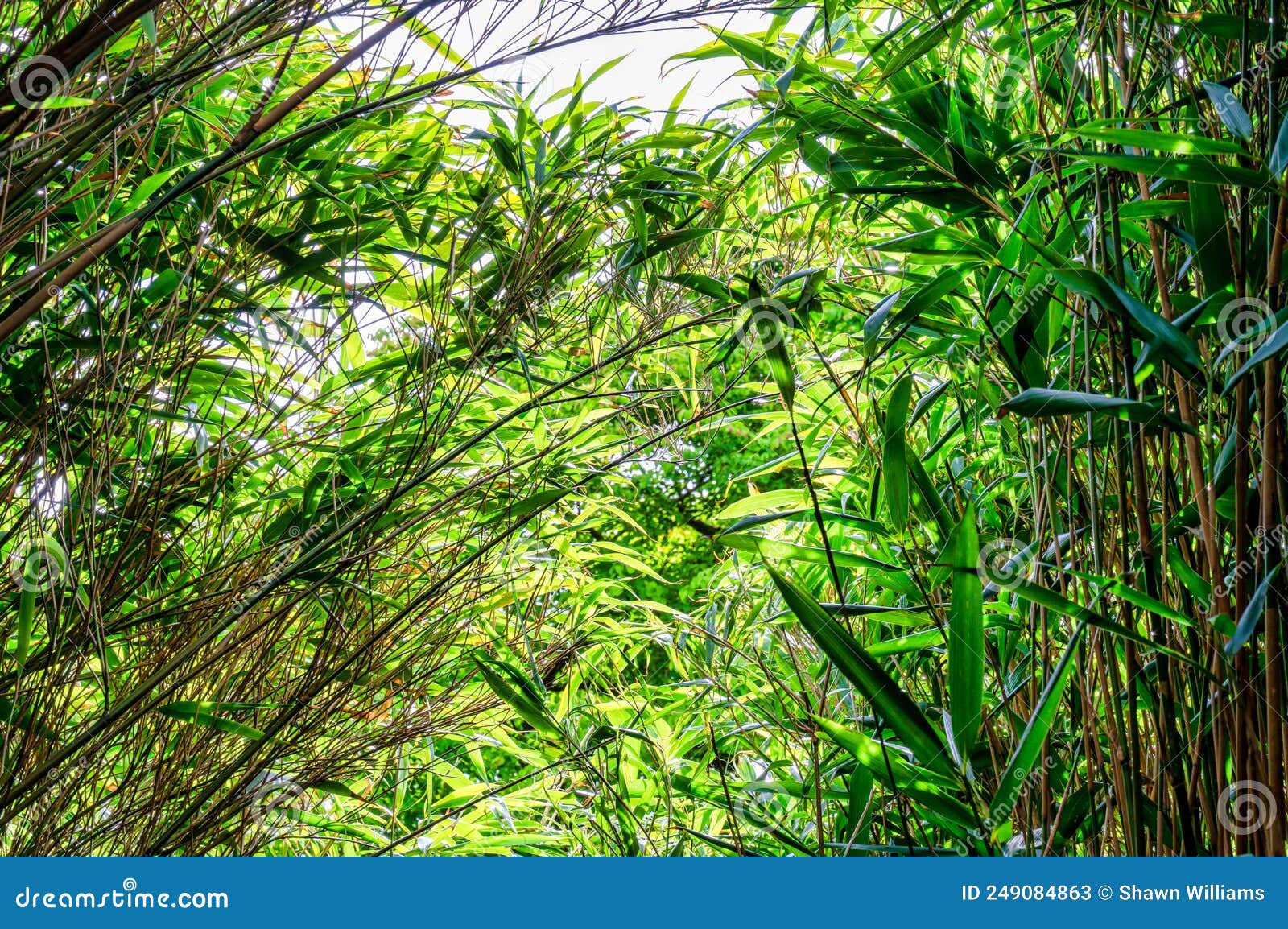 Feuilles de bambou image stock. Image of lames, accroissement - 249084863
