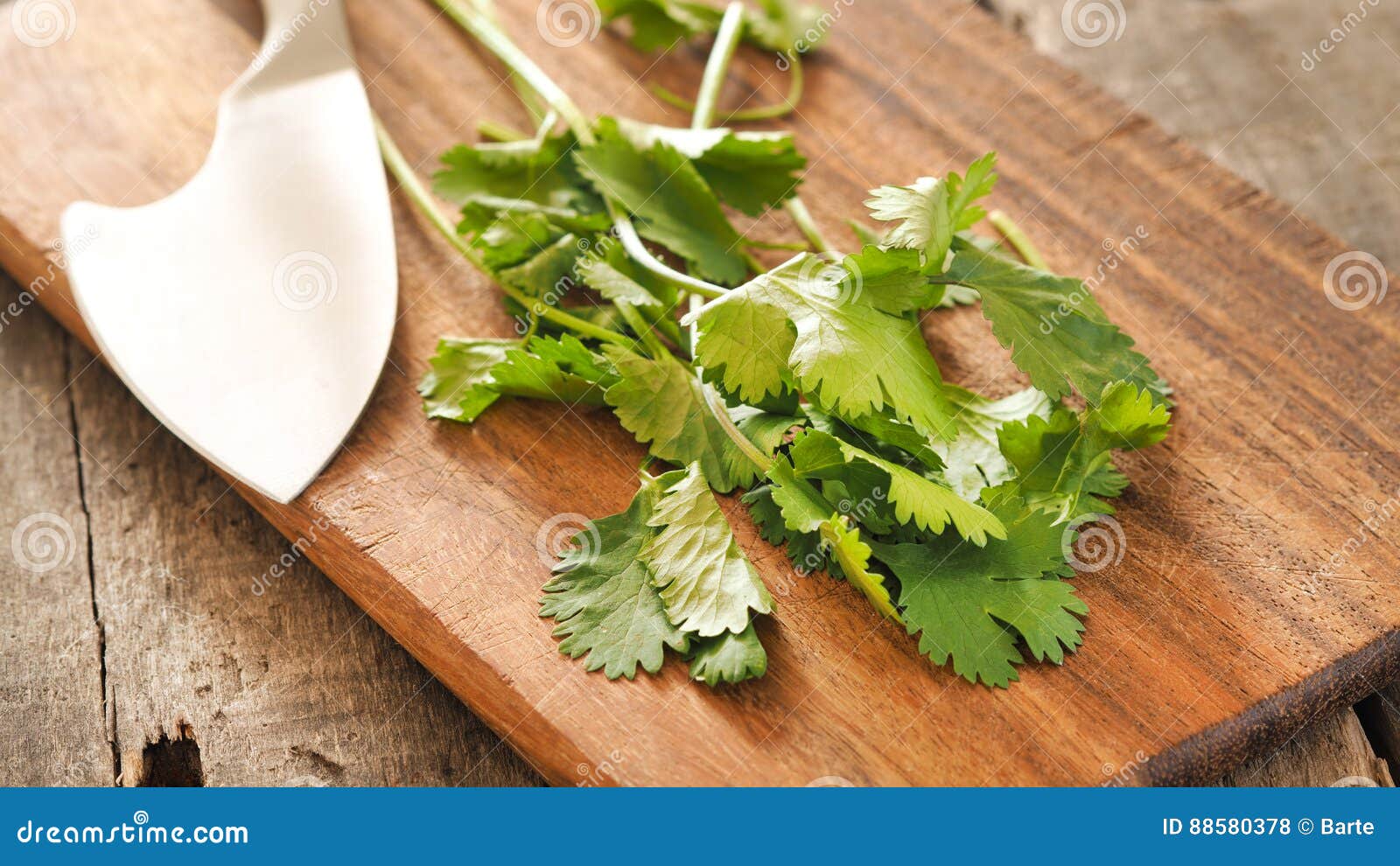 Feuilles de coriandre photo stock. Image du nourriture - 88580378