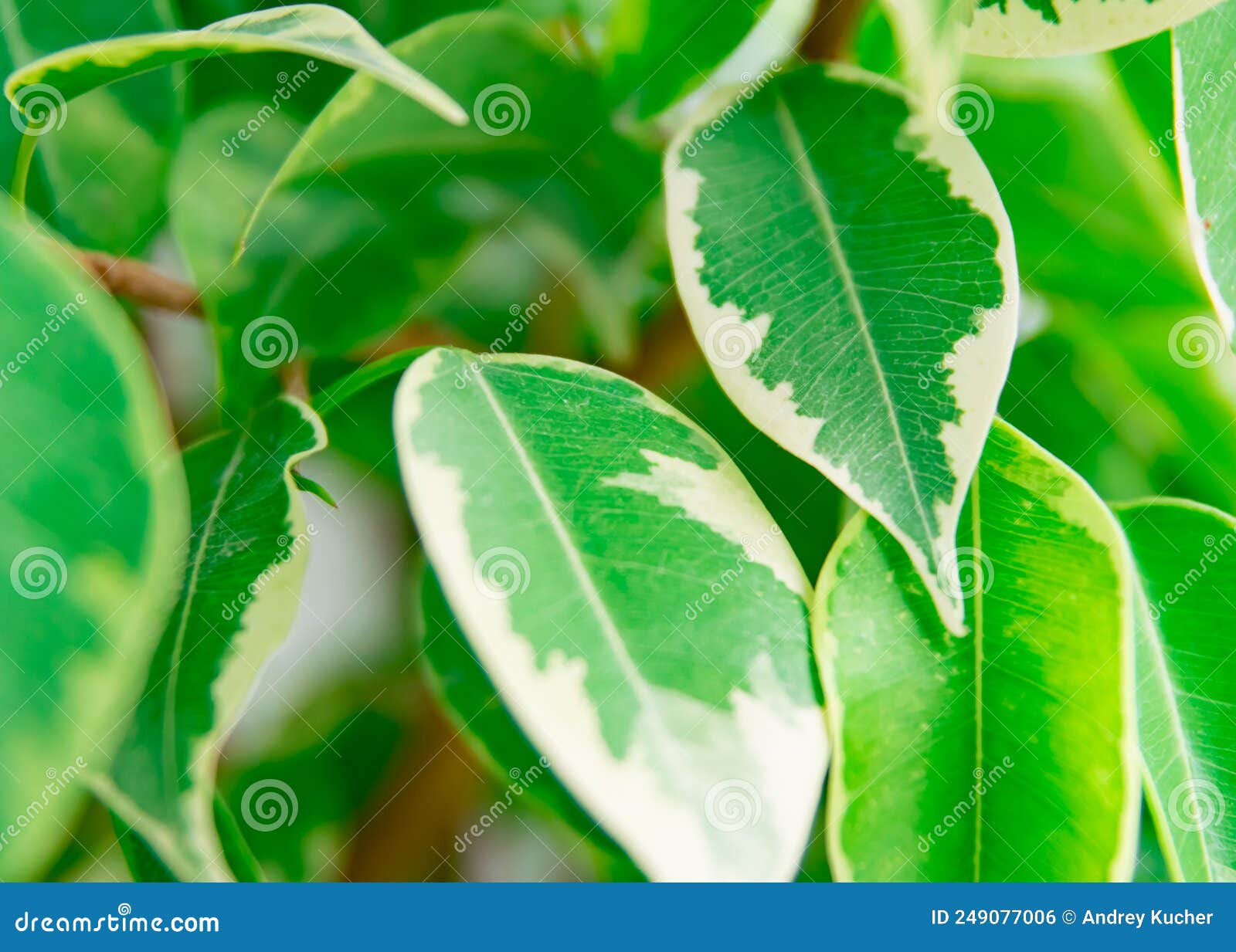 Feuilles De Ficus Benjamina Photo stock - Image du couleur, maison ...
