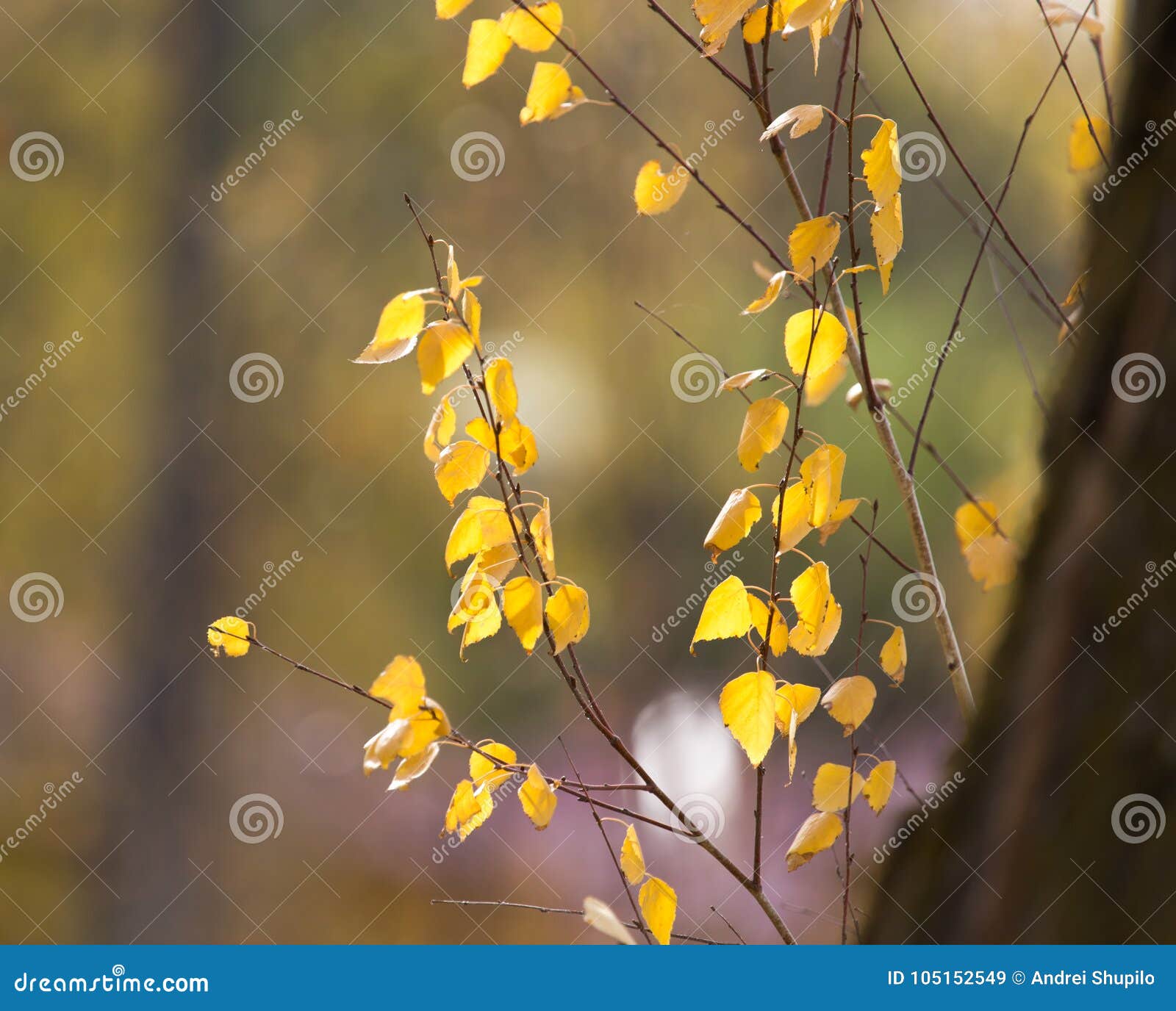 Feuilles De Jaune Sur La Nature D'automne Image stock - Image du ...