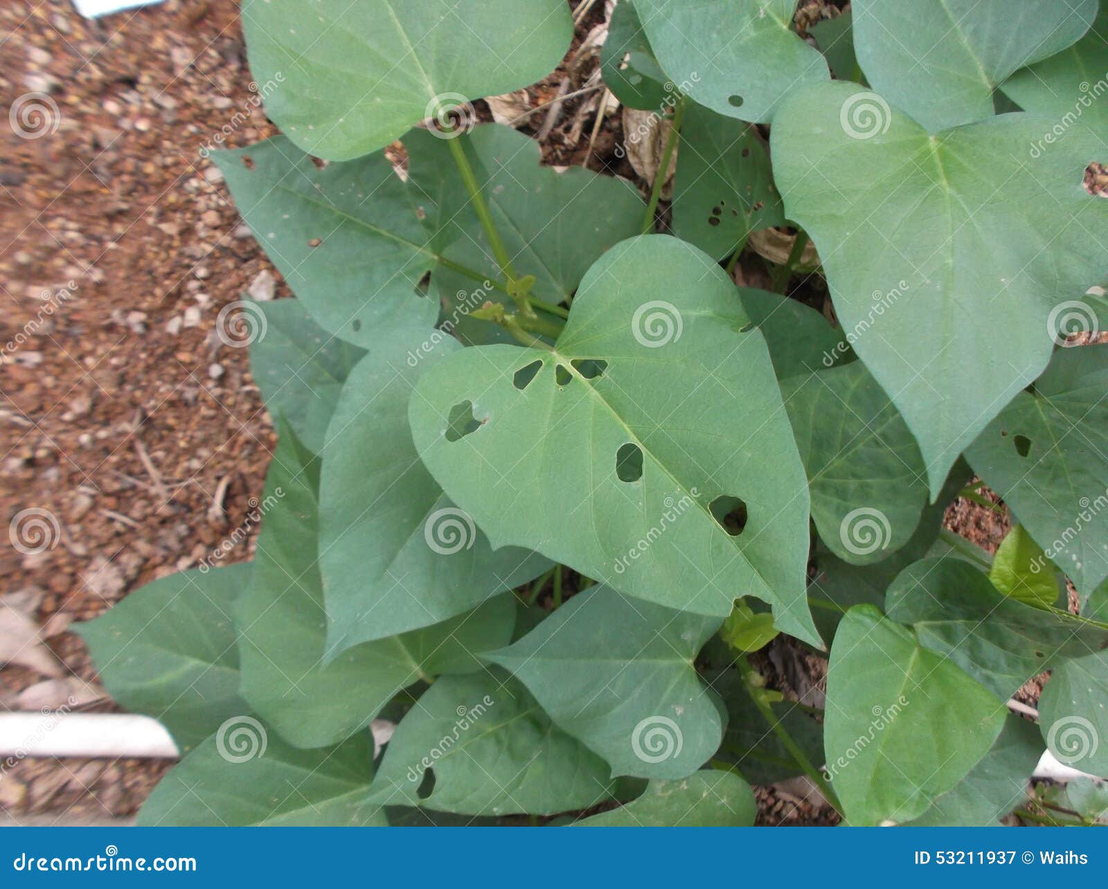 Feuilles de patate douce image stock. Image du centrales - 53211937