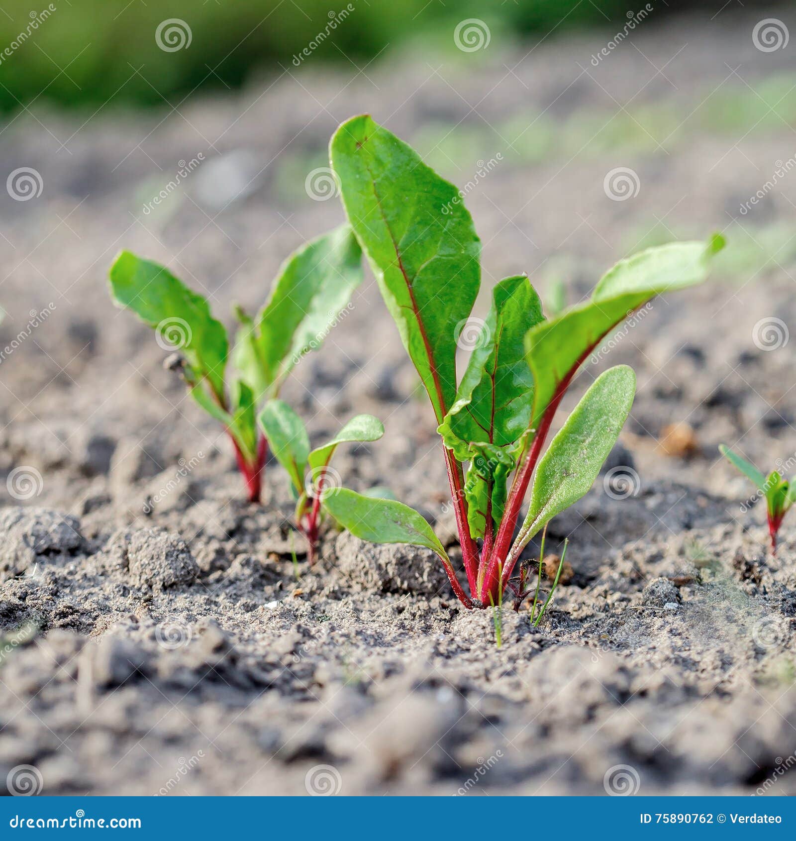 Feuilles De Pousse De Betteraves En Terre Photo stock - Image du bâti ...