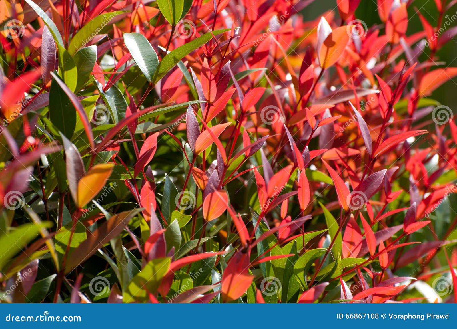 Feuilles De Rouge Et De Vert Sur Le Buisson Photo stock - Image du ...