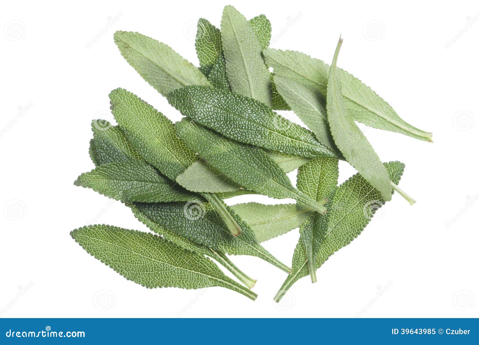 Feuilles de sauge noire image stock. Image du antiseptique - 39643985