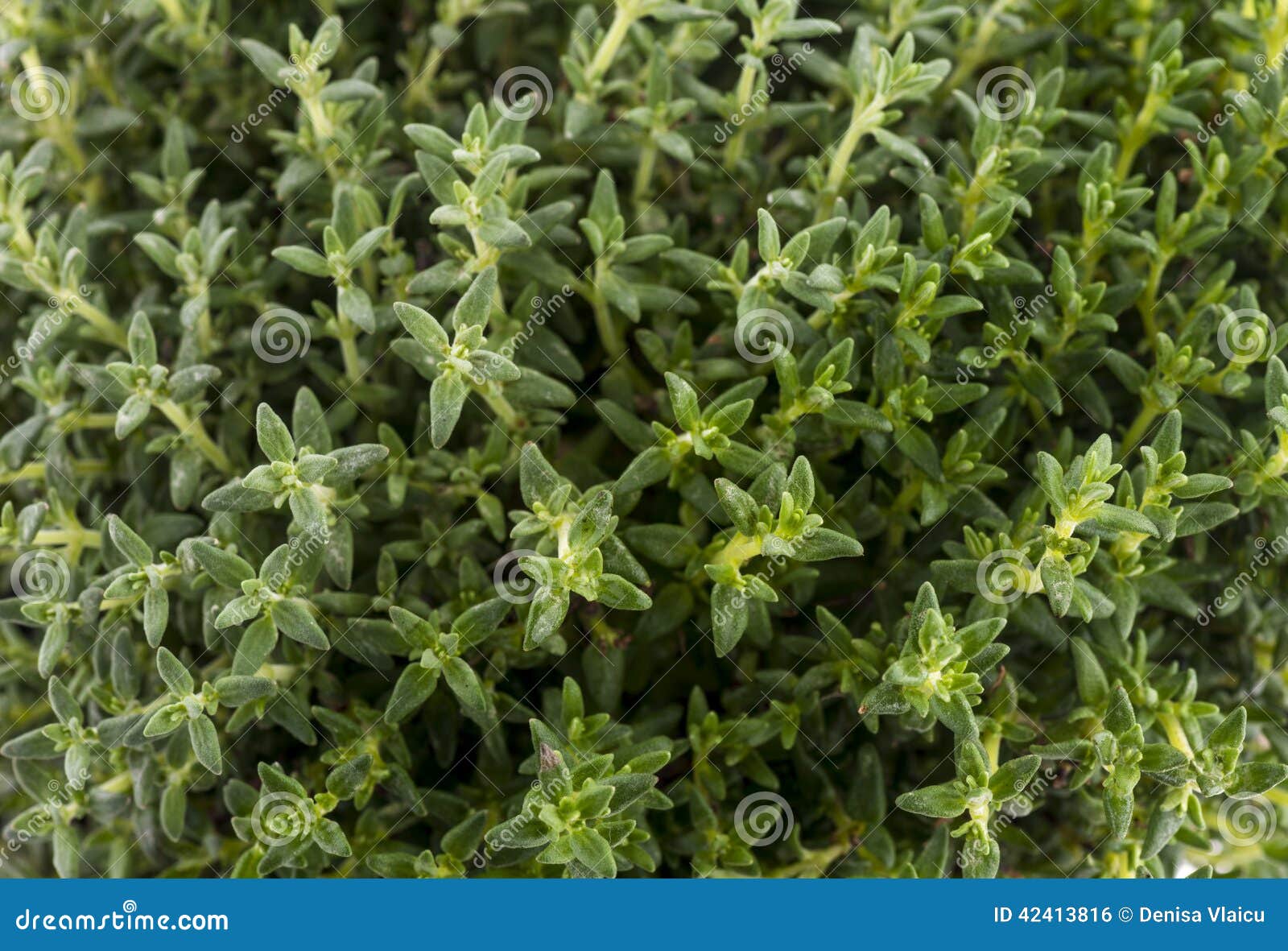 Feuilles de thym photo stock. Image du nature, aromatique - 42413816