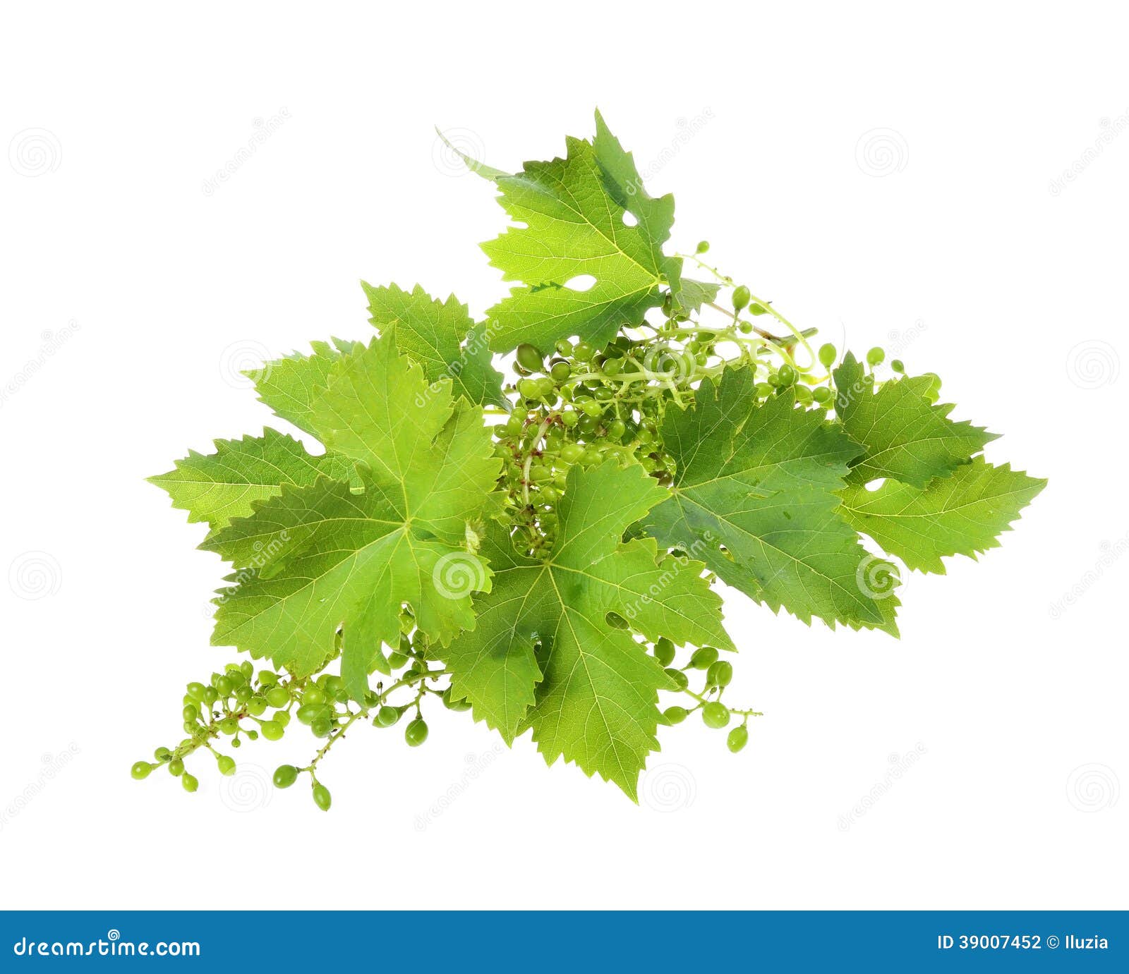 Feuilles de vigne photo stock. Image du blanc, osier - 39007452