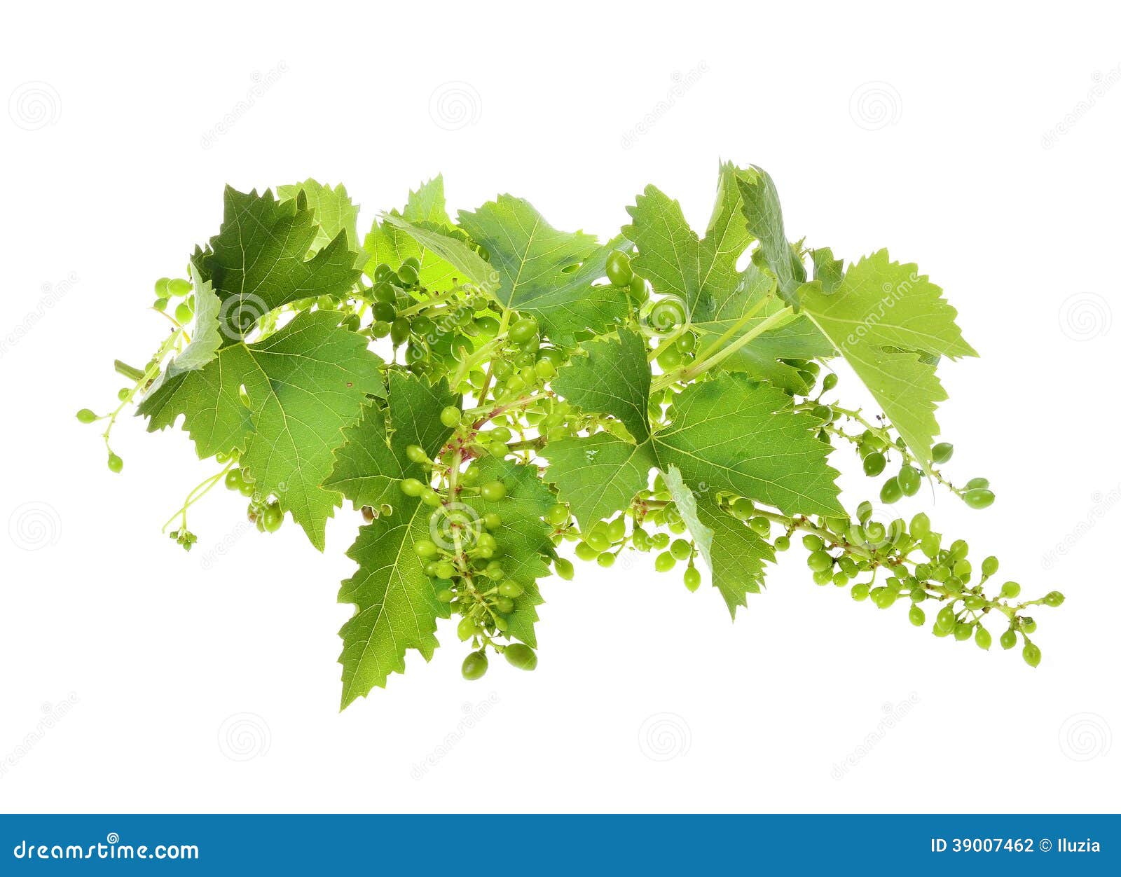 Feuilles de vigne photo stock. Image du collecte, été - 39007462