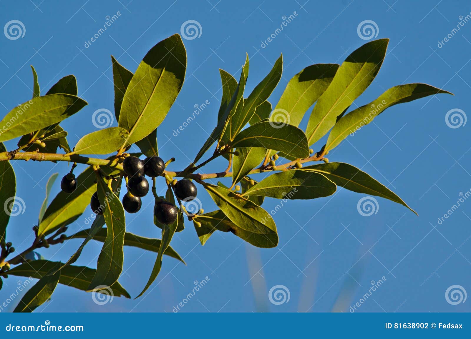 Feuilles Et Baies De Laurier De Baie, Laurus Nobilis Photo stock ... Feuilles Et Baies De Laurier De Baie, Laurus Nobilis Photo stock ...
