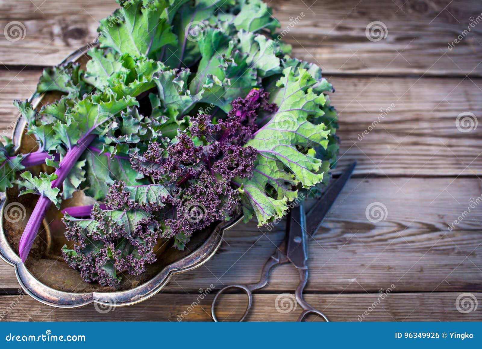 Feuilles Et Ciseaux Rouges De Chou Frisé Photo stock - Image du ...