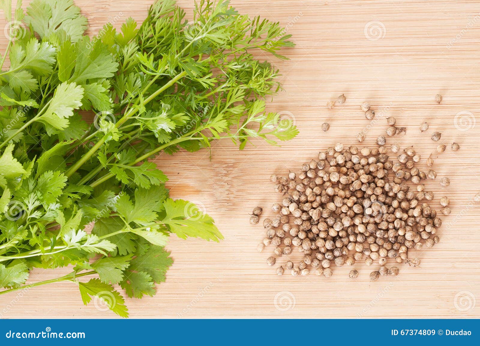 Feuilles Et Graines De Coriandre Image stock - Image du légume ...
