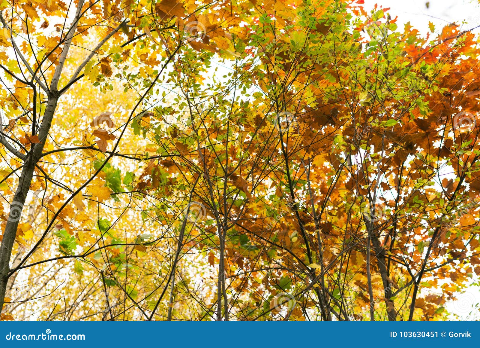 Feuilles Multicolores D'arbre Image stock - Image du branchements ...