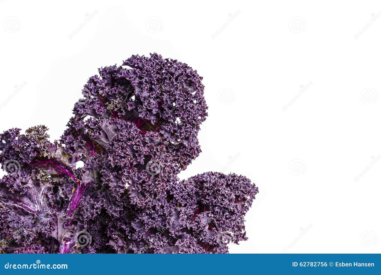 Feuilles Rouges De Chou Frisé Photo stock - Image du cultivé, nutrition ...