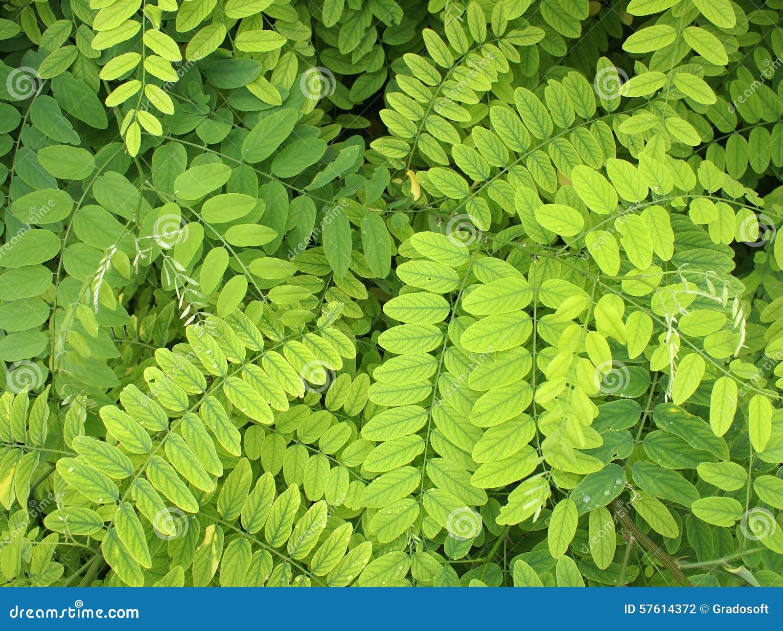 Feuilles Vert Clair D'acacia Photo stock - Image du surface ...