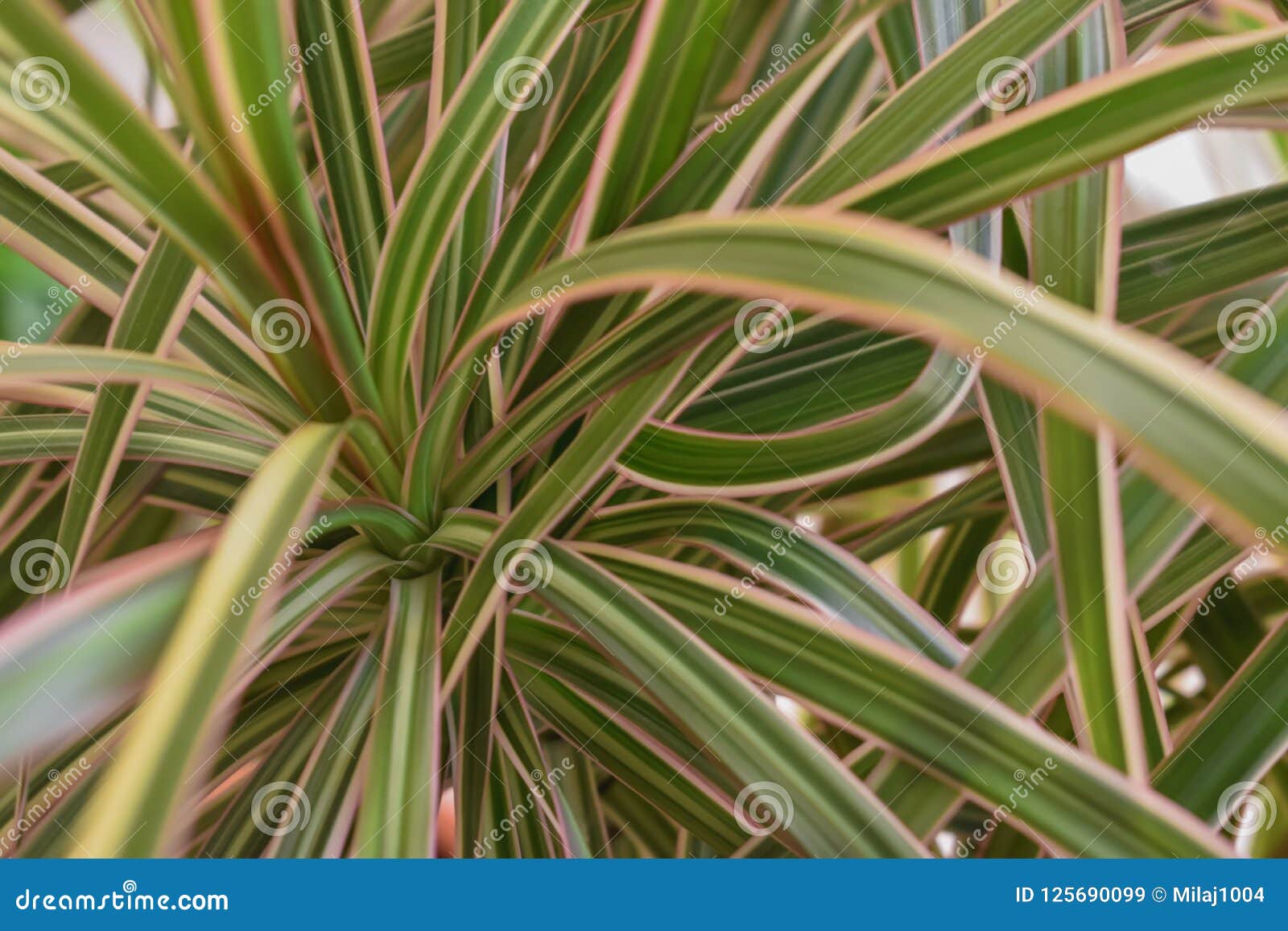 Feuilles Vert Clair D'usine De Yucca Image stock - Image du milieux ...