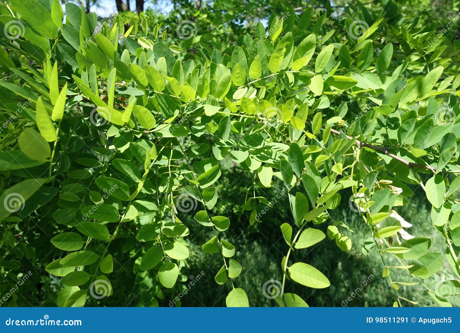 Feuilles Vert Clair De Pseudoacacia De Robinia Image stock - Image du ...