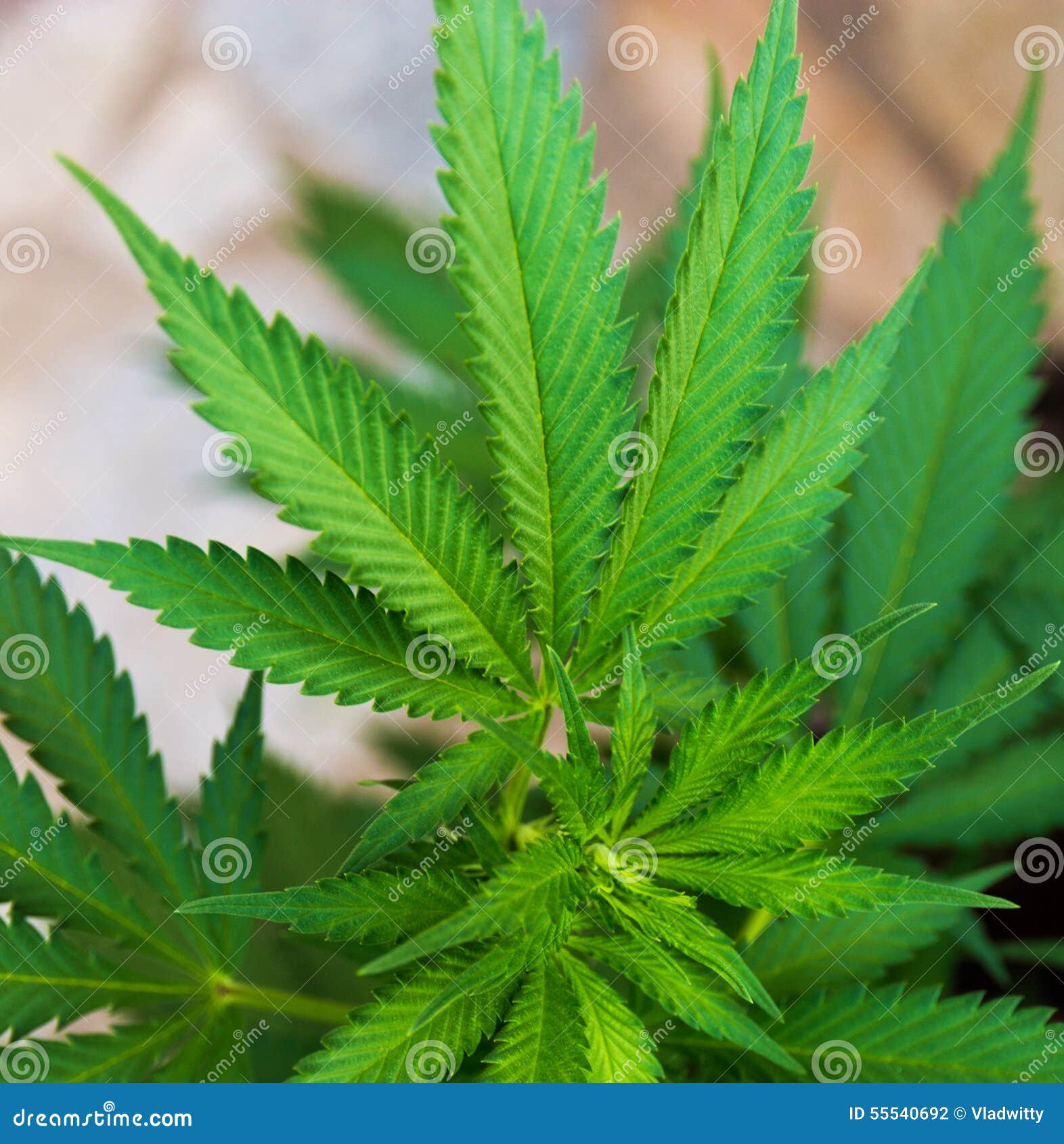 Feuilles Vertes Des Cannabis De Chanvre, Marijuana Photo stock - Image ...