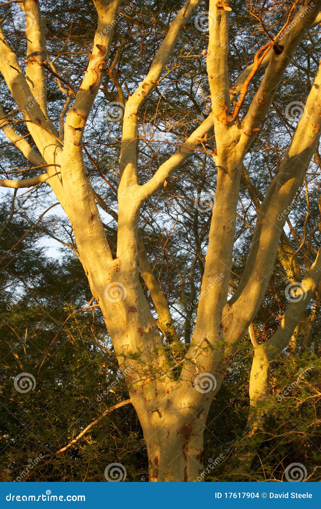 Fever Tree stock photo. Image of acacia, mkuze, thorn - 17617904