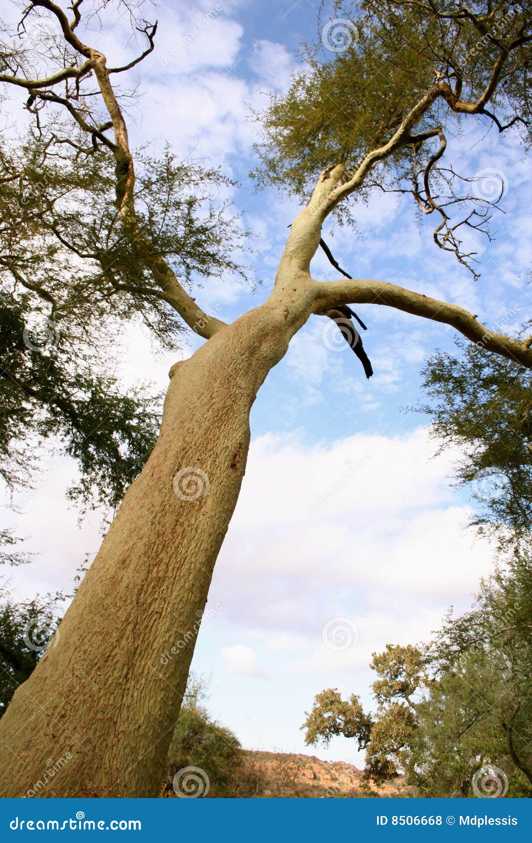 Fever Tree stock photo. Image of fast, growth, stem, wood - 8506668