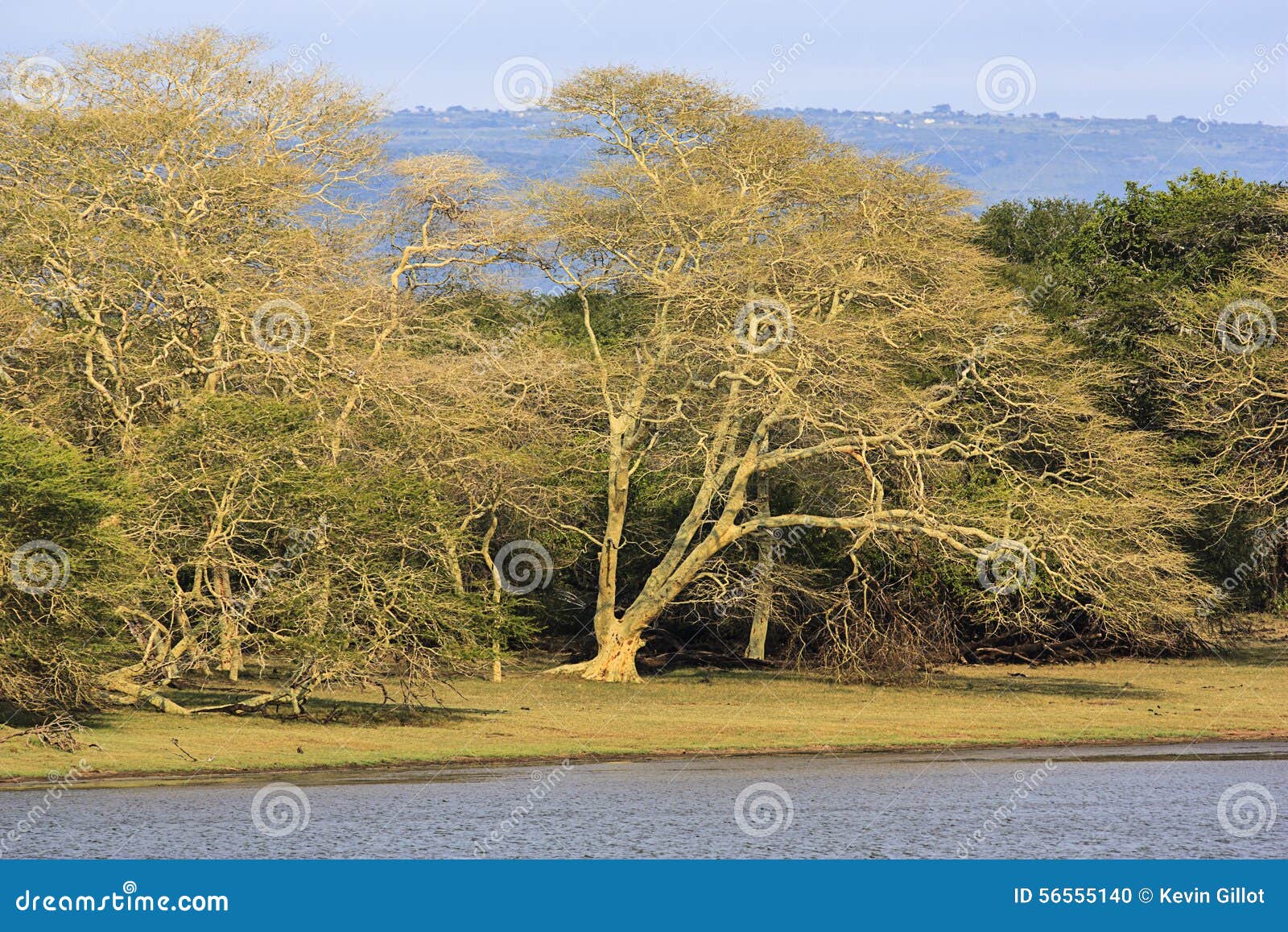 Fever Tree (Vachellia Xanthophloea) Forest In Kruger Park Royalty-Free ...