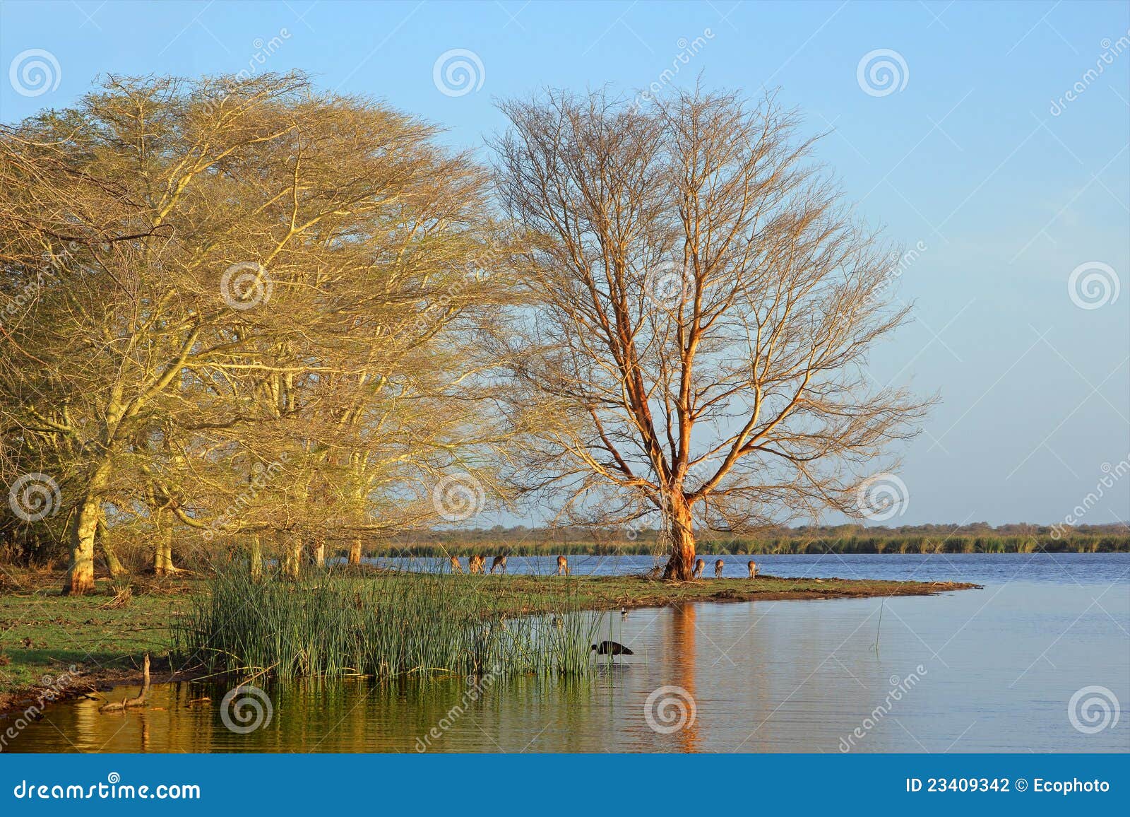 Fever tree landscape stock photo. Image of outdoor, plant - 23409342
