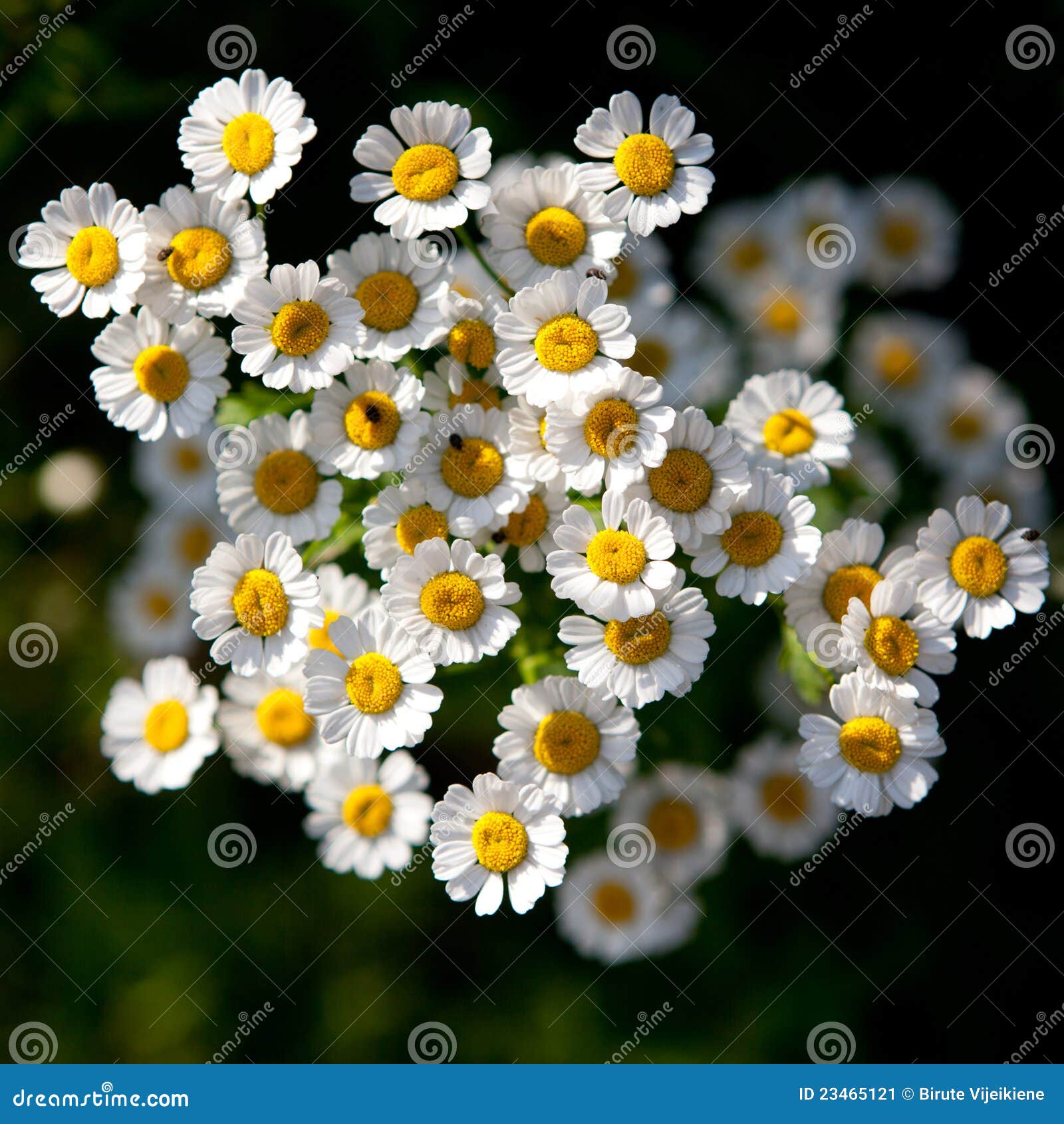 Feverfew stock image. Image of closeup, macro, plant - 23465121