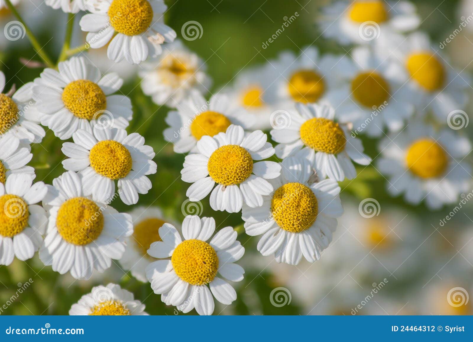 Feverfew stock photo. Image of daisy, feverfew, flower - 24464312