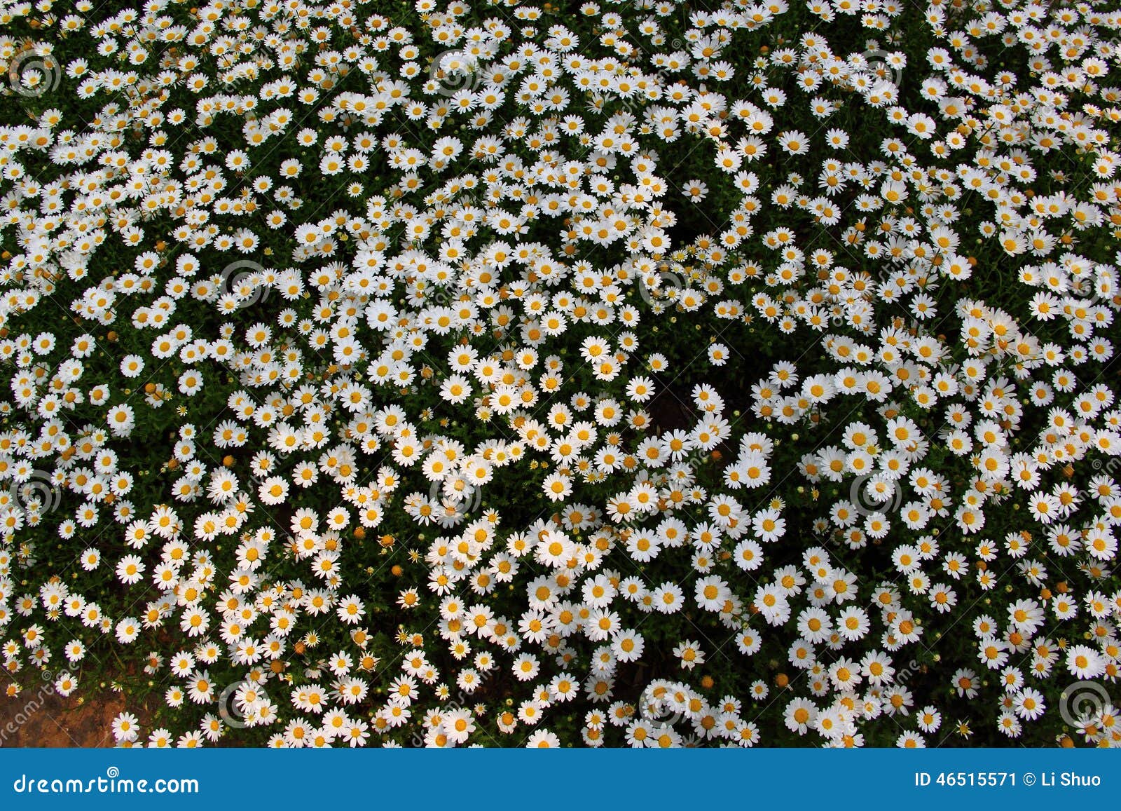 Feverfew stock image. Image of closeup, called, pink - 46515571