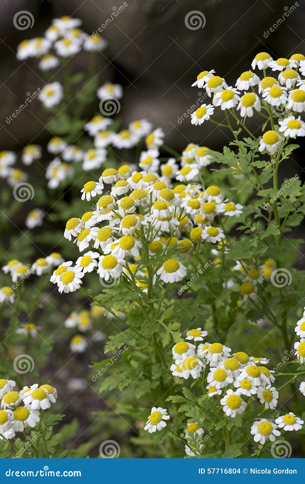 Feverfew Herb stock photo. Image of yellow, nature, parthenium - 57716804