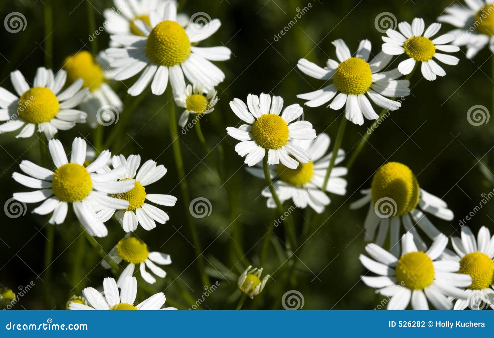 Feverfew (Tanacetum Parthenium) Stock Photo - Image of macro ...