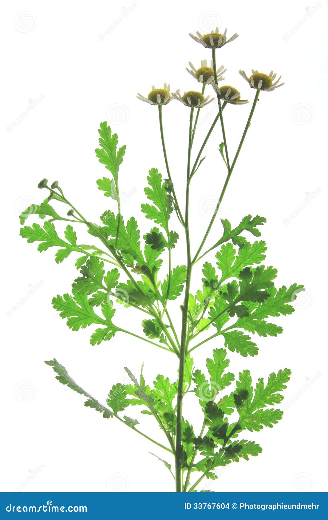Feverfew (Tanacetum Parthenium) Stock Photo - Image of isolated, bloom ...