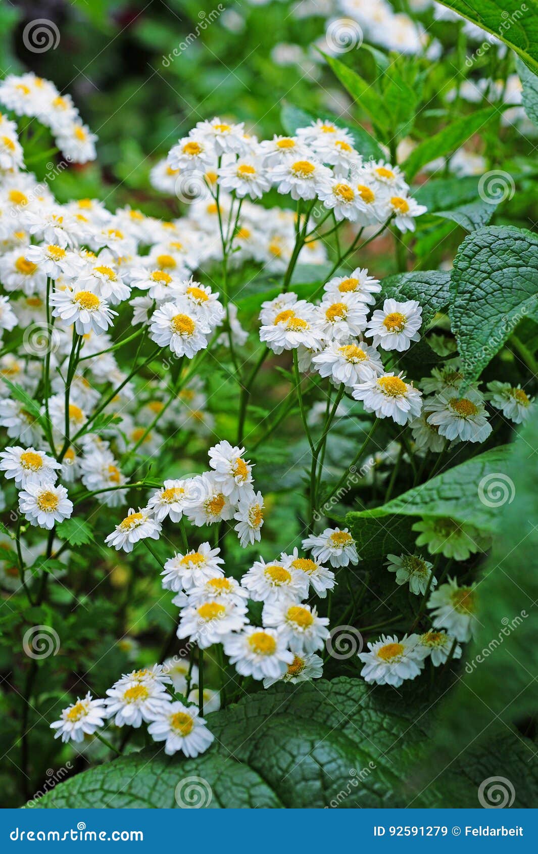 Feverfew stock image. Image of portrait, garden, aromatic - 92591279