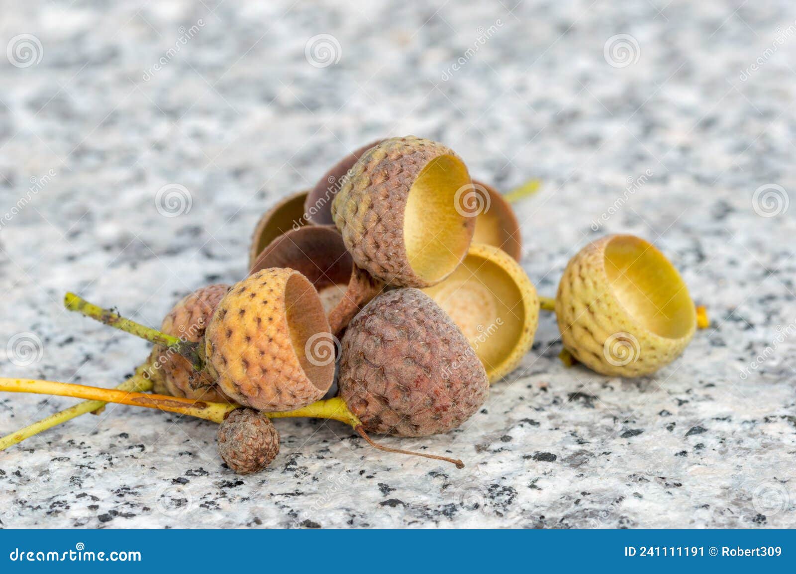 Few Acorn Cup. Woody Acorns Cups for Hold the Acorns Nuts Stock Image ...