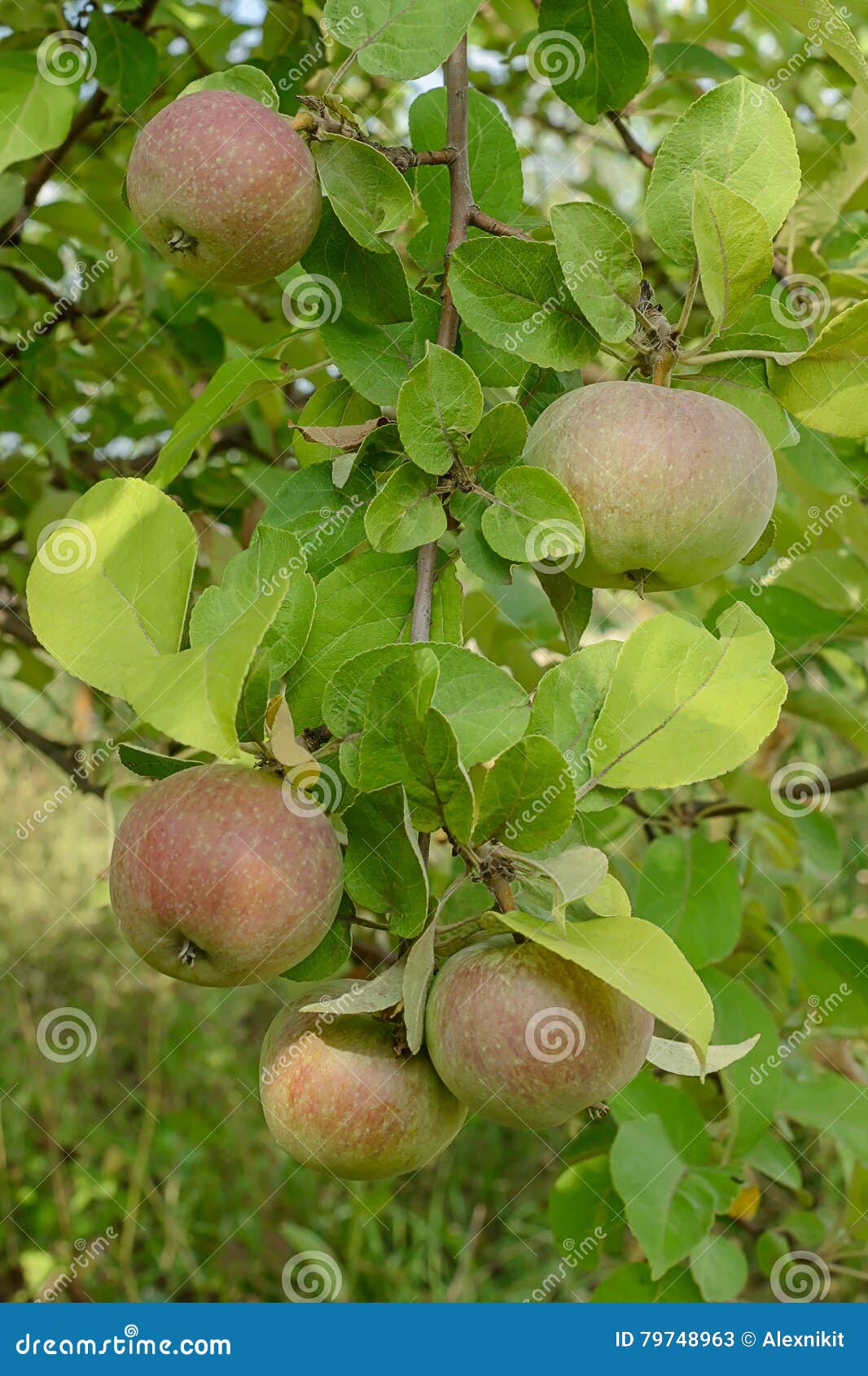 Few apples on apple tree stock image. Image of harvesting - 79748963