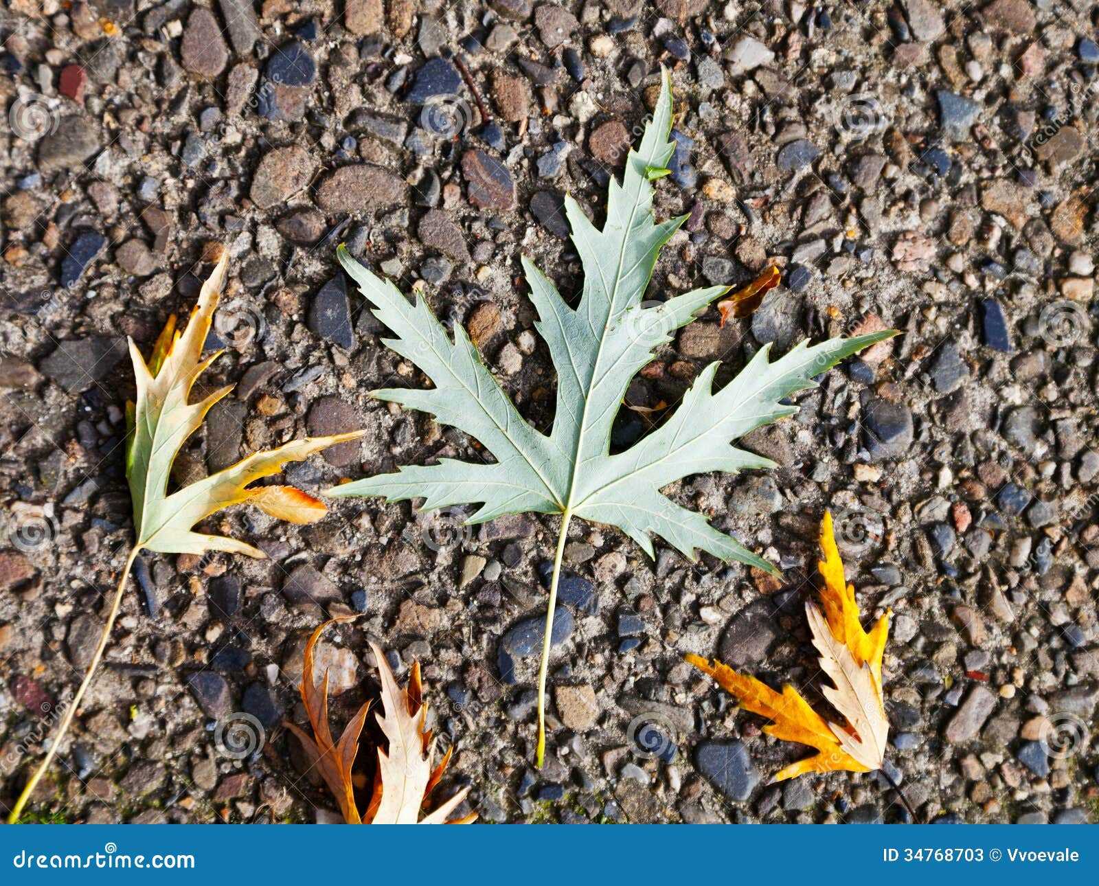 Few Autumn Maple Leaves on Pebble Pavement Stock Image - Image of stone ...