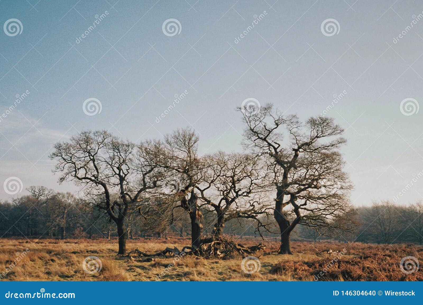 A Few Bare Trees in a Field Stock Photo - Image of fall, background ...