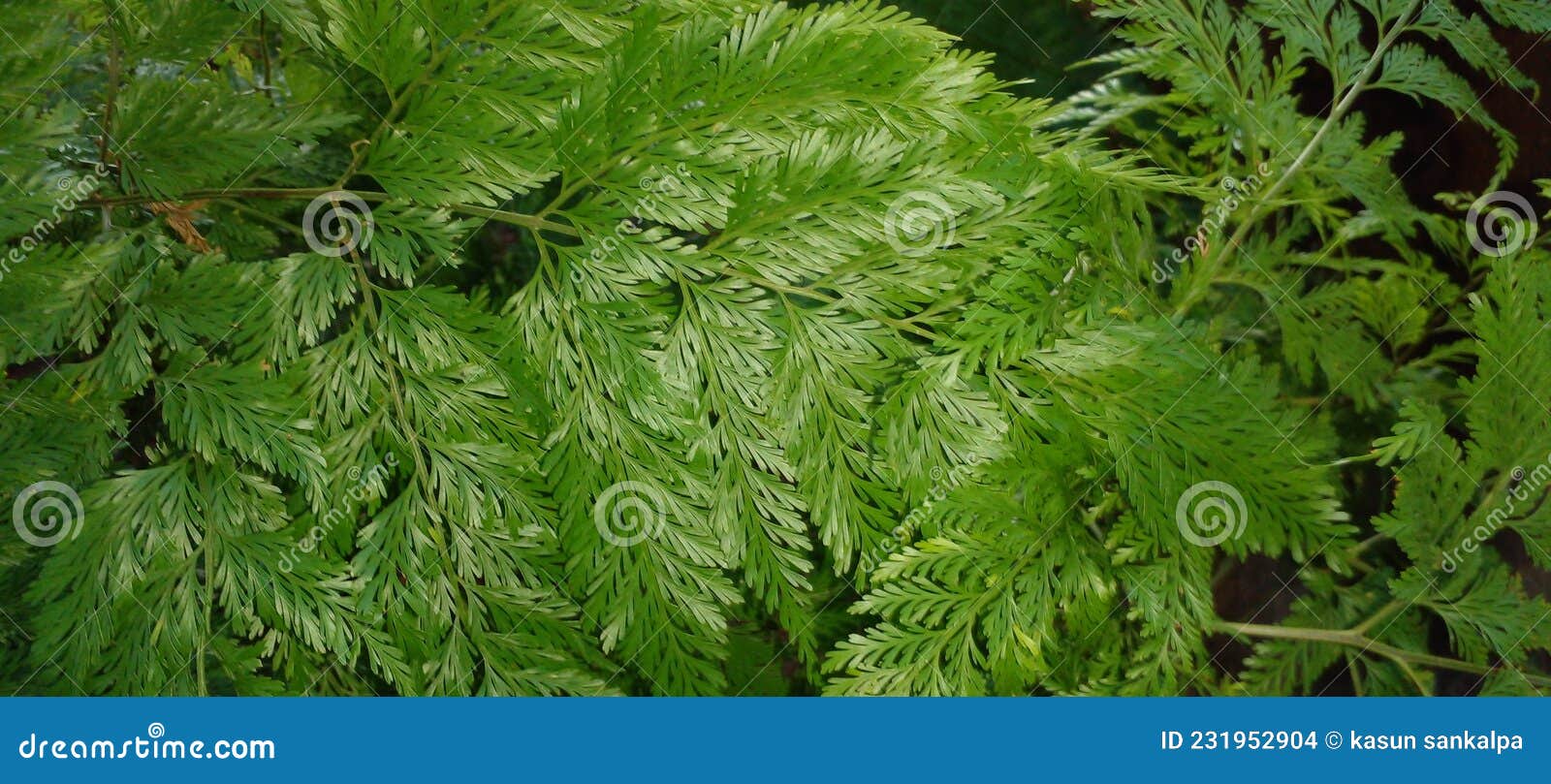 Few Branches of Beautiful Wild Green Tree. Stock Photo - Image of wild ...