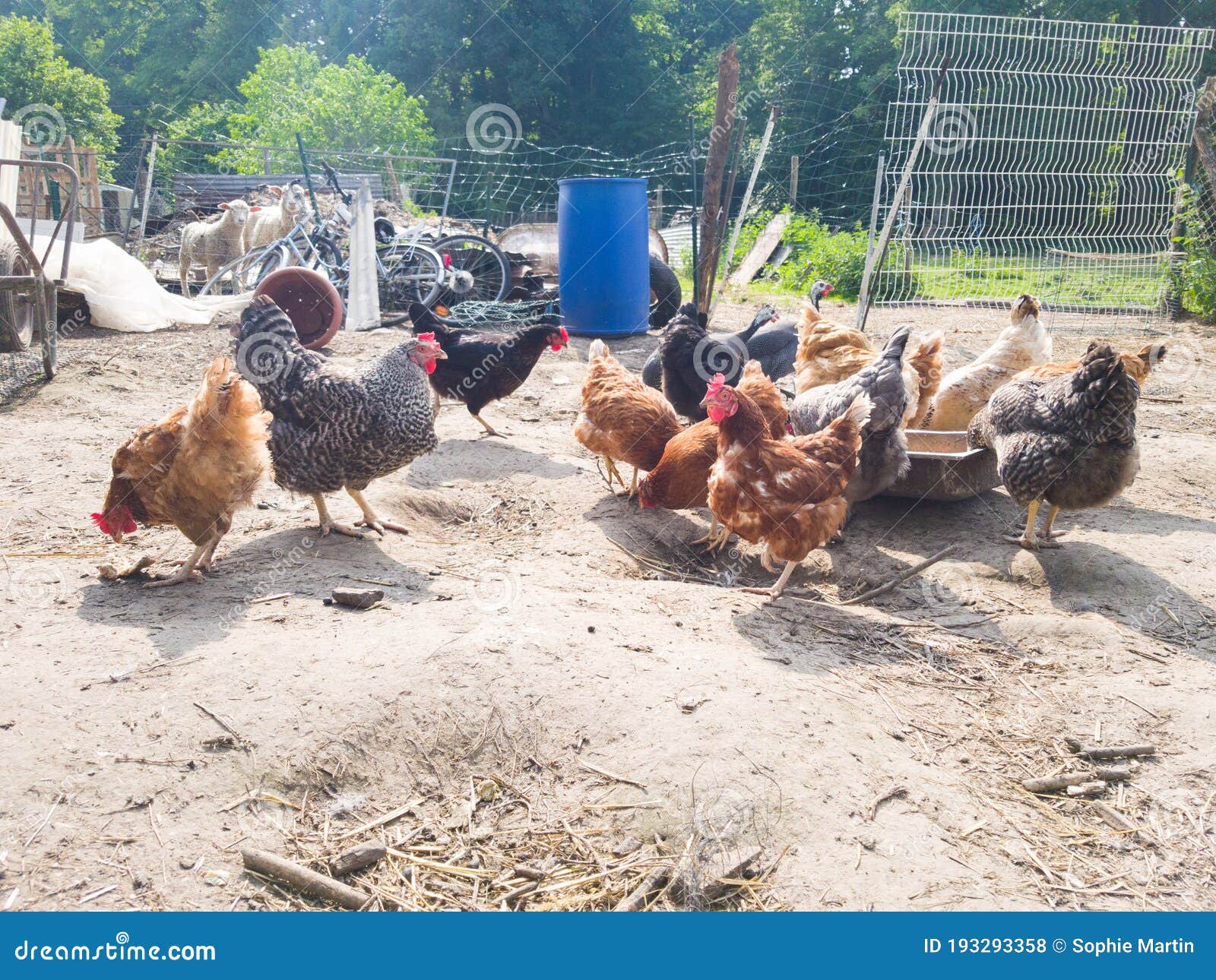 Few chicken eating stock photo. Image of chicken, wildlife - 193293358