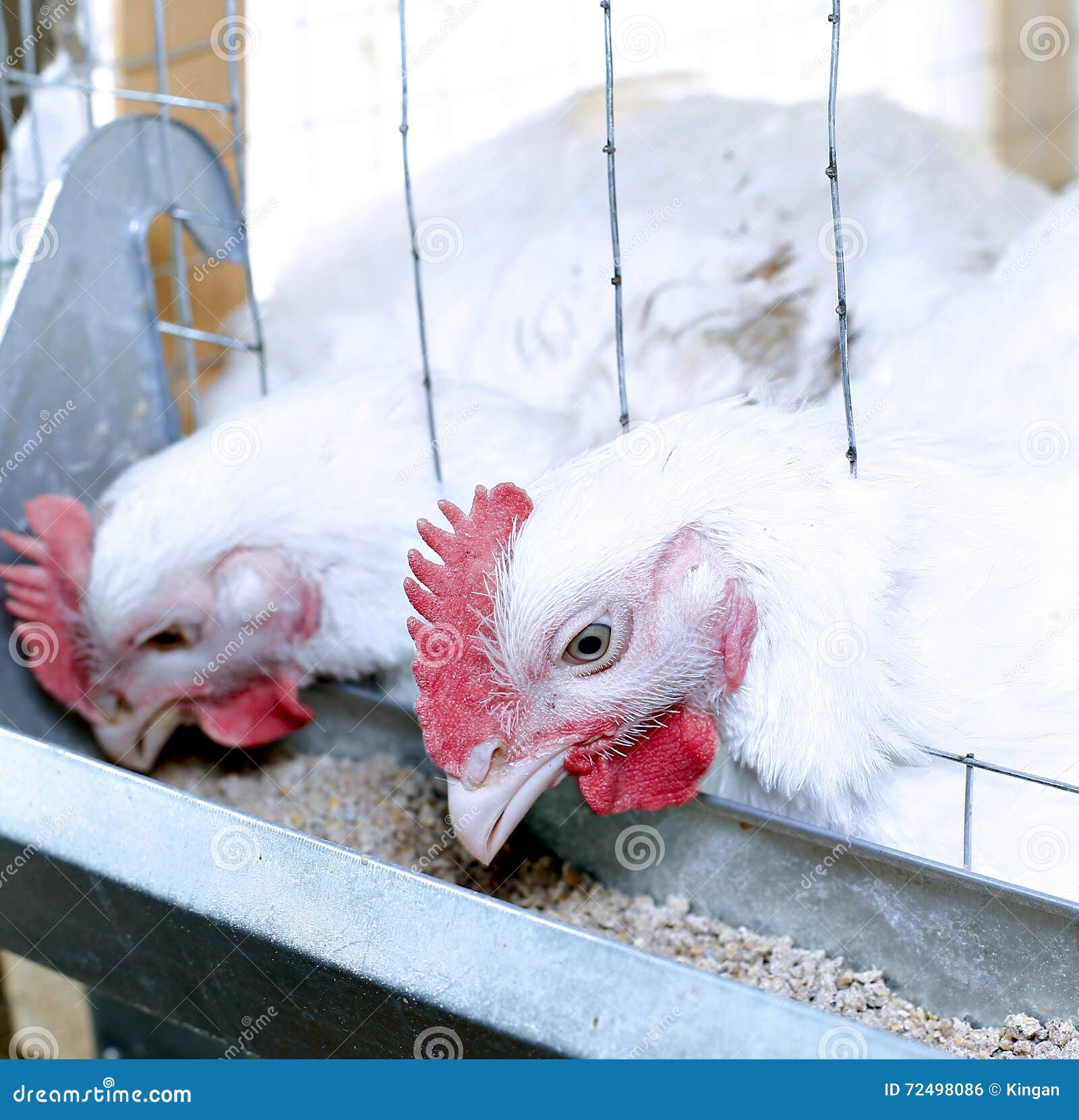 Few Chickens Eating Combined Feed in the Cage Stock Photo - Image of ...