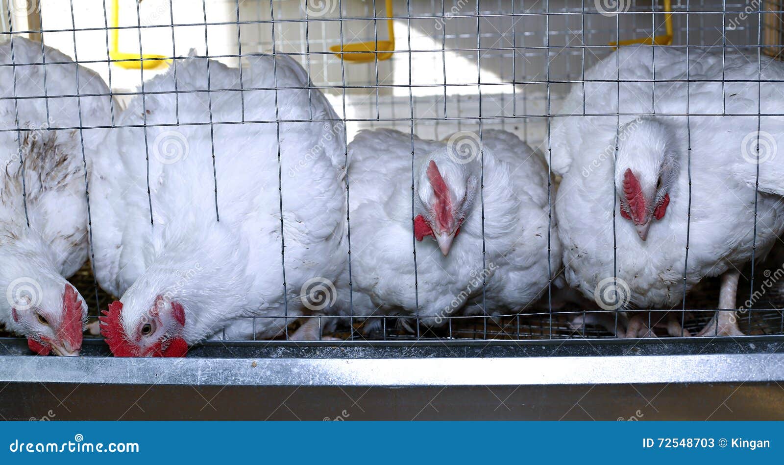 Few Chickens Eating Combined Feed in the Cage Stock Image - Image of ...