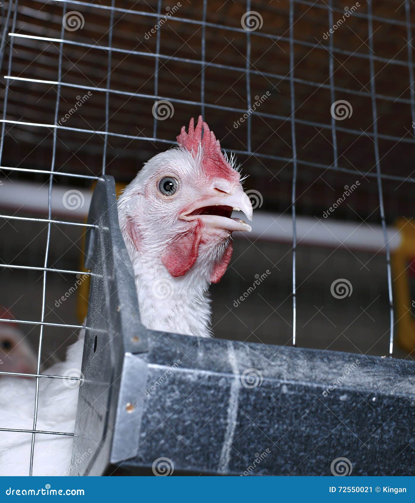 Few Chickens Eating Combined Feed in the Cage Stock Image - Image of ...