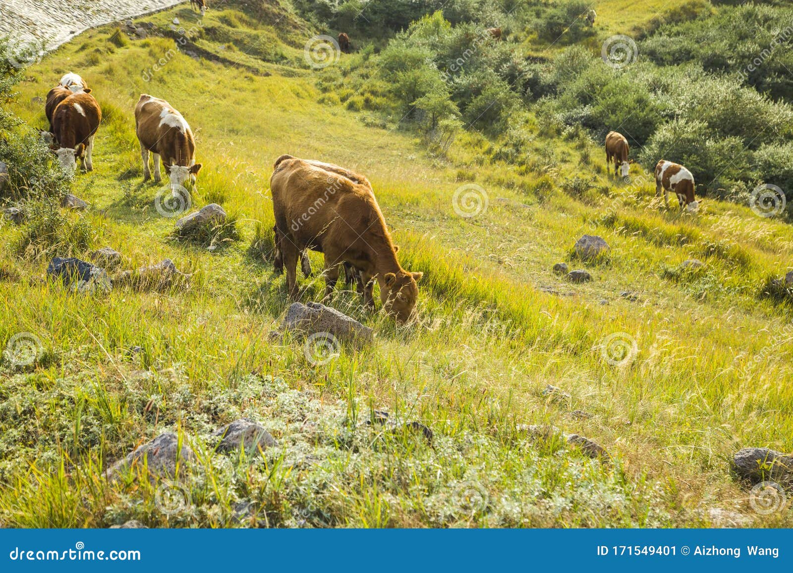 Cows grazing on the slopes stock image. Image of mammals - 171549401