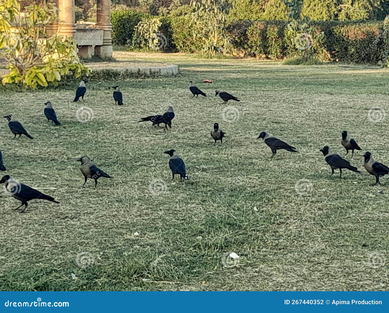 Few Crows Standing on Grass Relaxing Stock Photo - Image of wetland ...