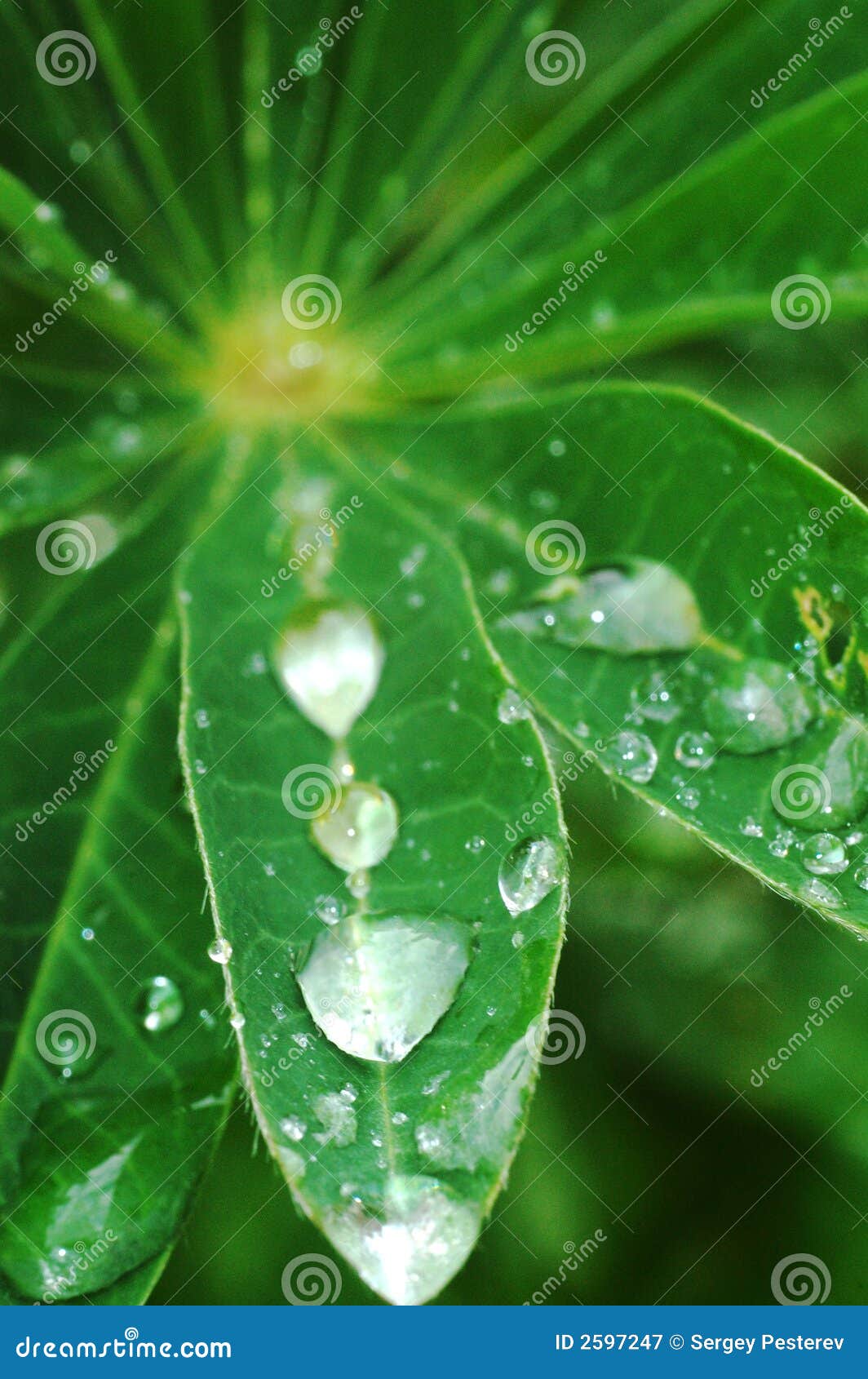 A few drops stock image. Image of color, healthy, blade - 2597247