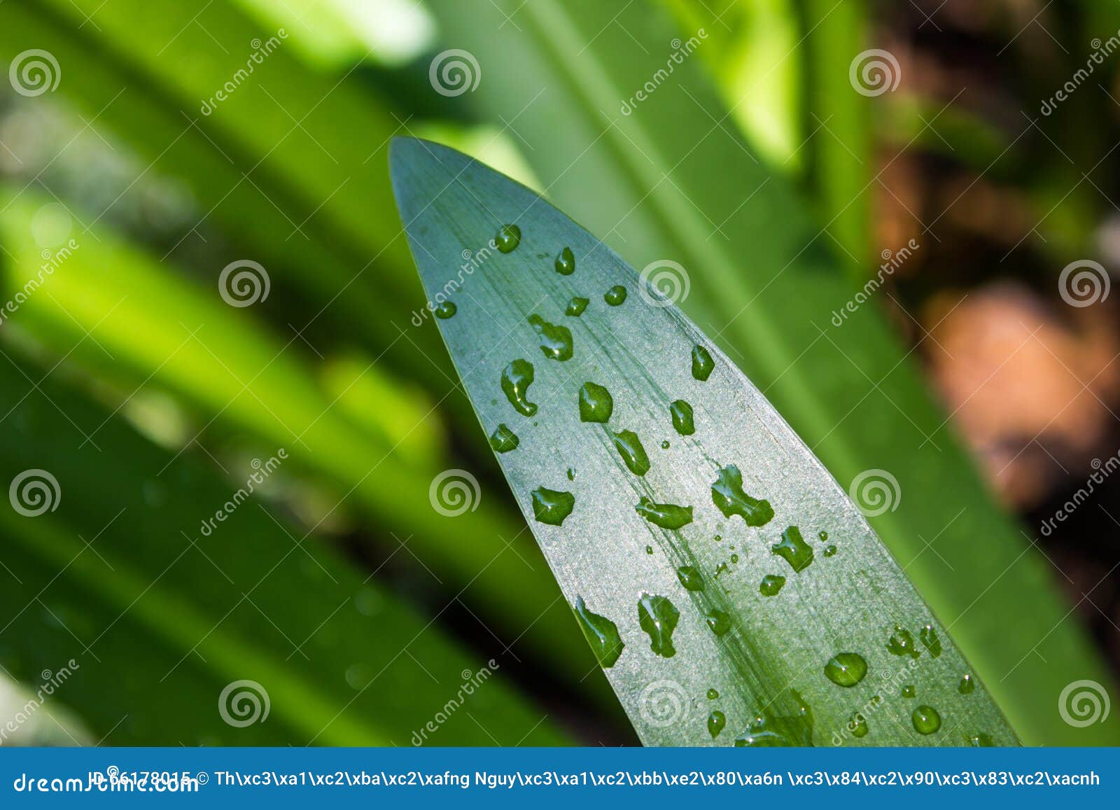 A Few Drops of Water on Leaves Stock Image - Image of water, drops ...