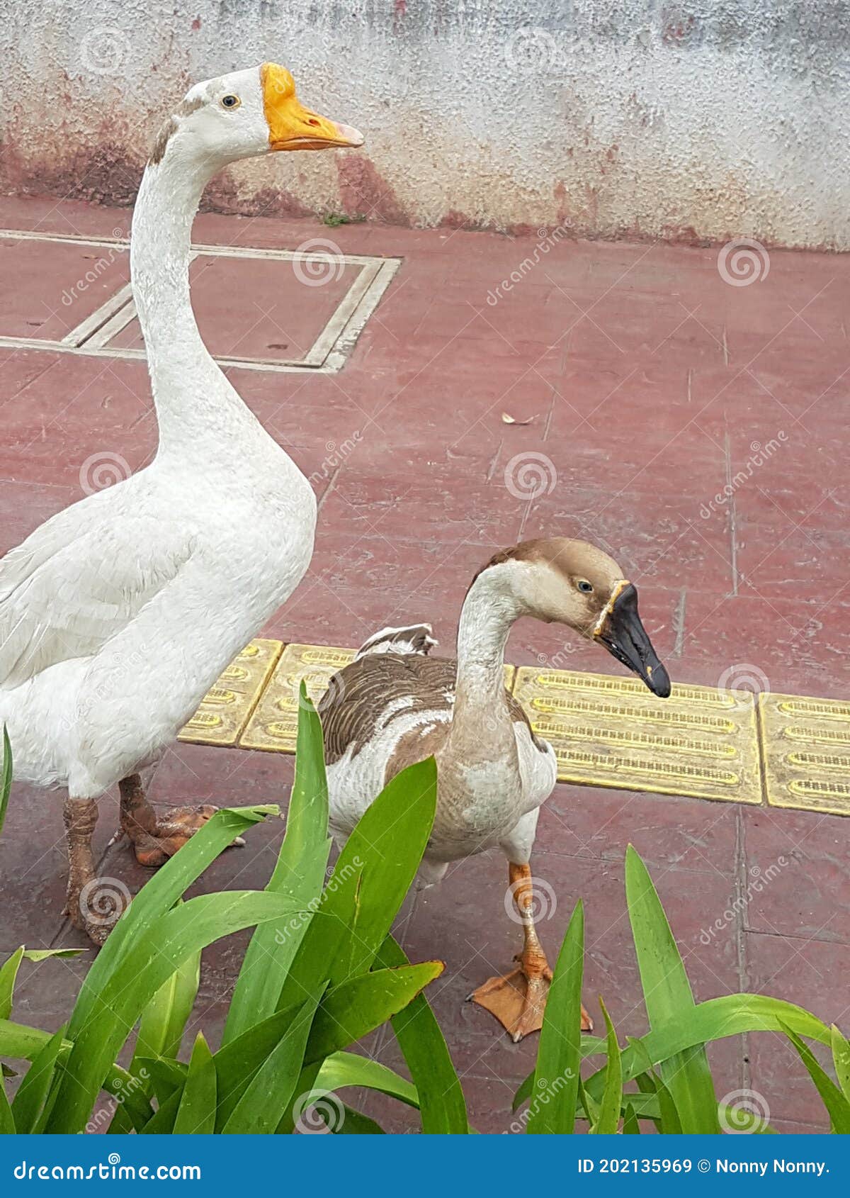 Few Ducks Playing Behind the Green Grass Stock Image - Image of grass ...