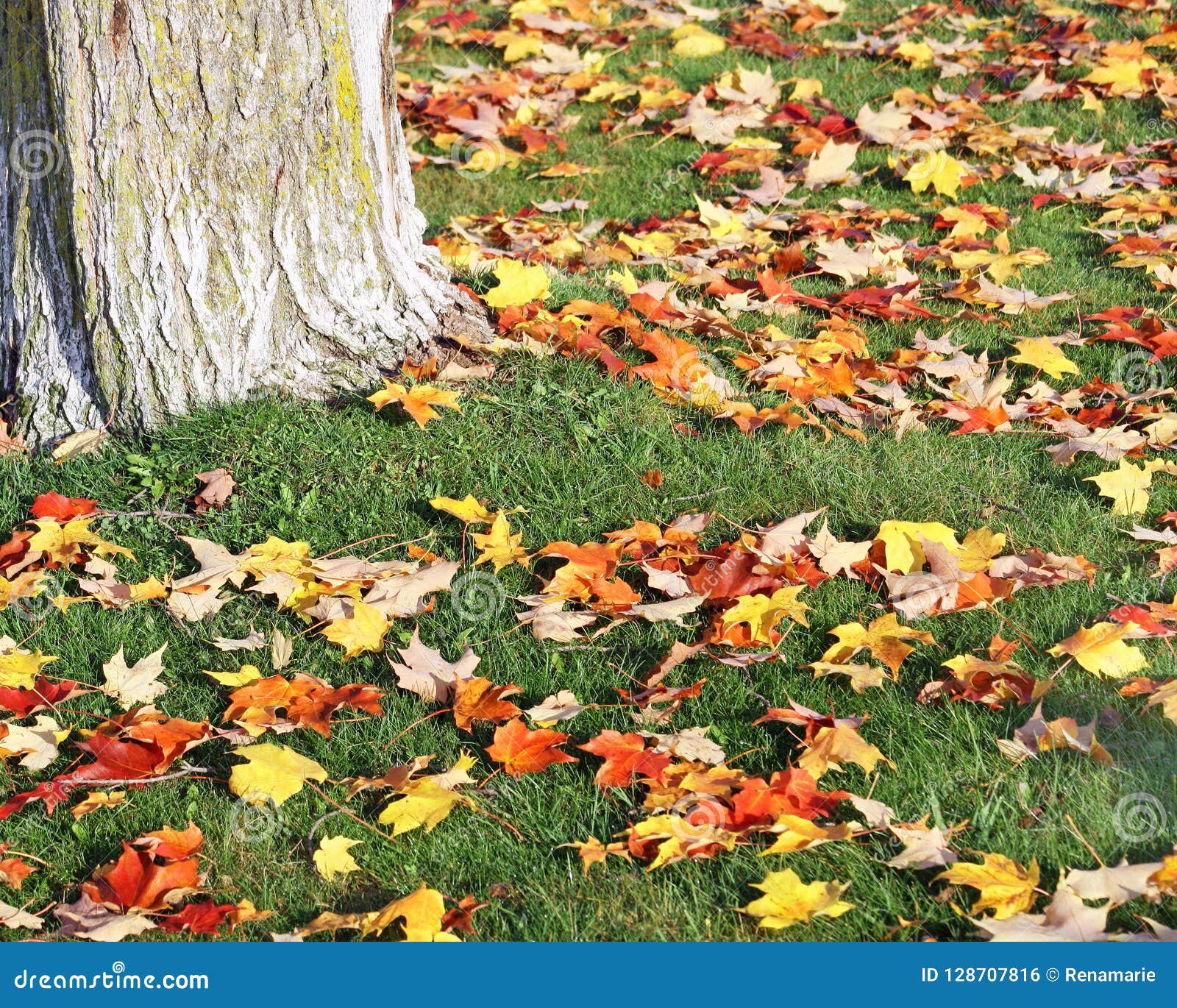 A Few Fallen Leaves Surround the Base of a Maple Tree Beginning of ...