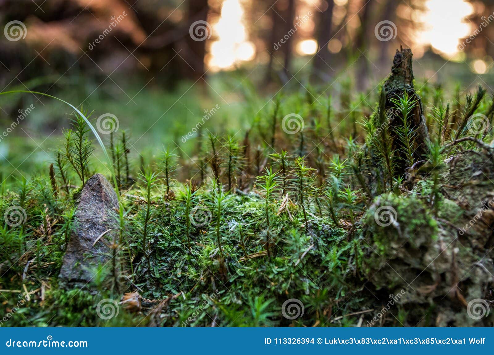A Small World in a Big Forest Stock Photo - Image of czech, forest ...
